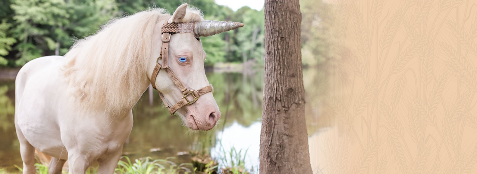Hidden Pasture Unicorn Farm – It's A Real Life Unicorn Farm®